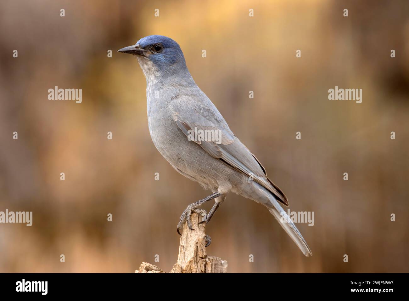 Pinyon jay (Gymnorhinus cyanocephalus), Cabin Lake Viewing Blind ...