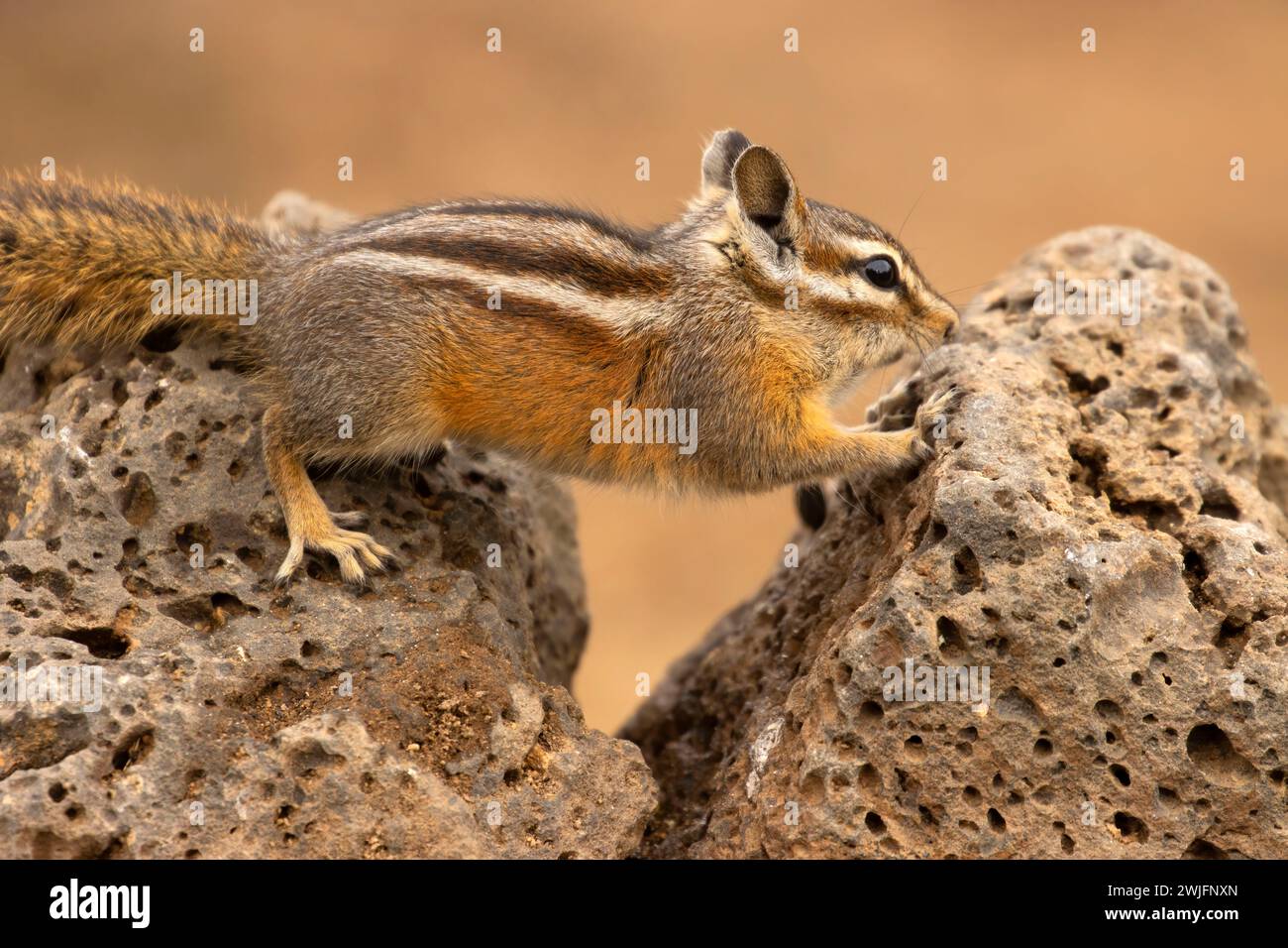 Blind squirrel hi-res stock photography and images - Alamy