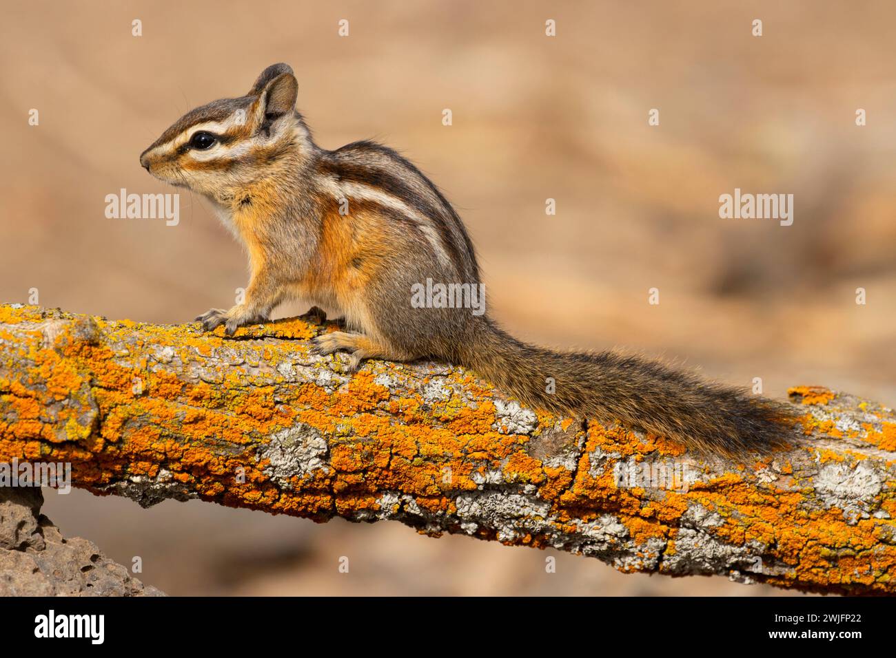 Chipmunk, Cabin Lake Viewing Blind, Deschutes National Forest, Oregon ...