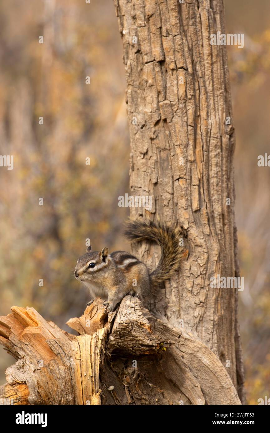 Blind squirrel hi-res stock photography and images - Alamy