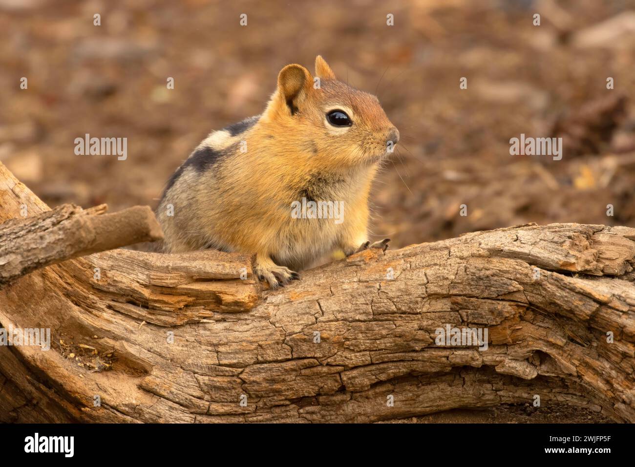 Golden-mantled ground squirrel (Spermophilus lateralis), Cabin Lake ...