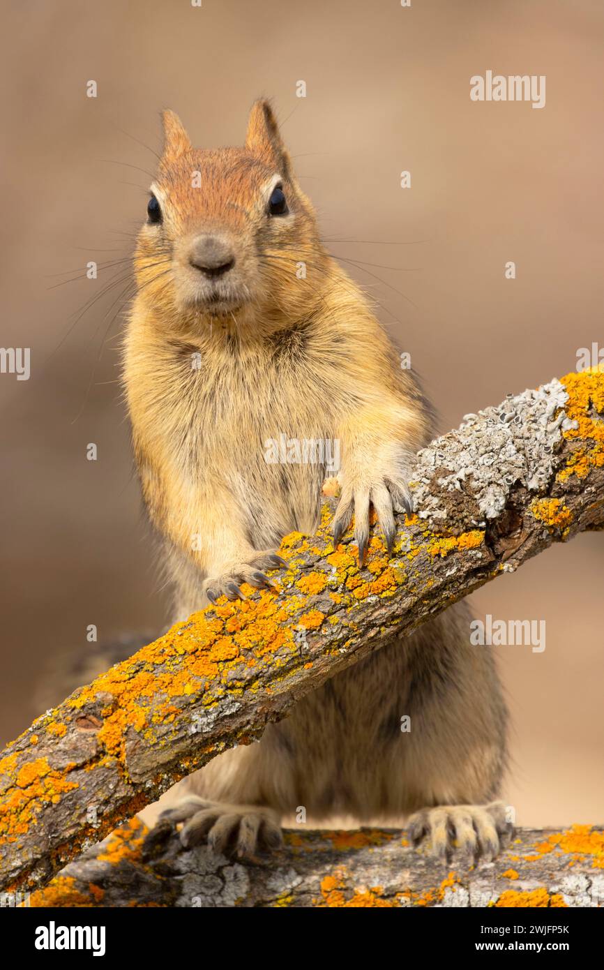Golden-mantled ground squirrel (Spermophilus lateralis), Cabin Lake ...