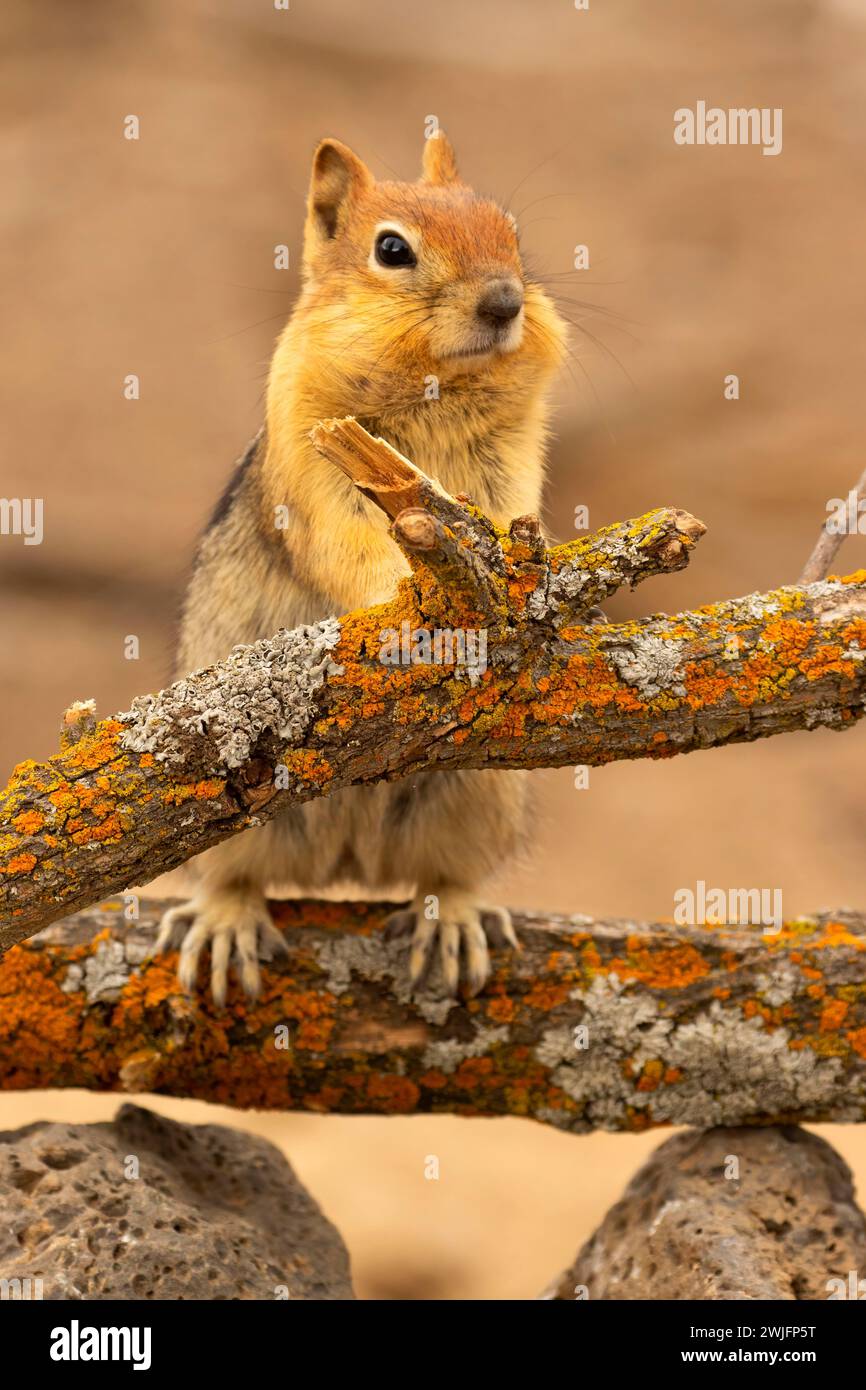 Blind squirrel hi-res stock photography and images - Alamy
