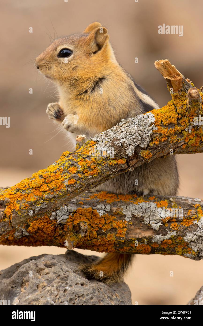 Golden-mantled ground squirrel (Spermophilus lateralis), Cabin Lake ...