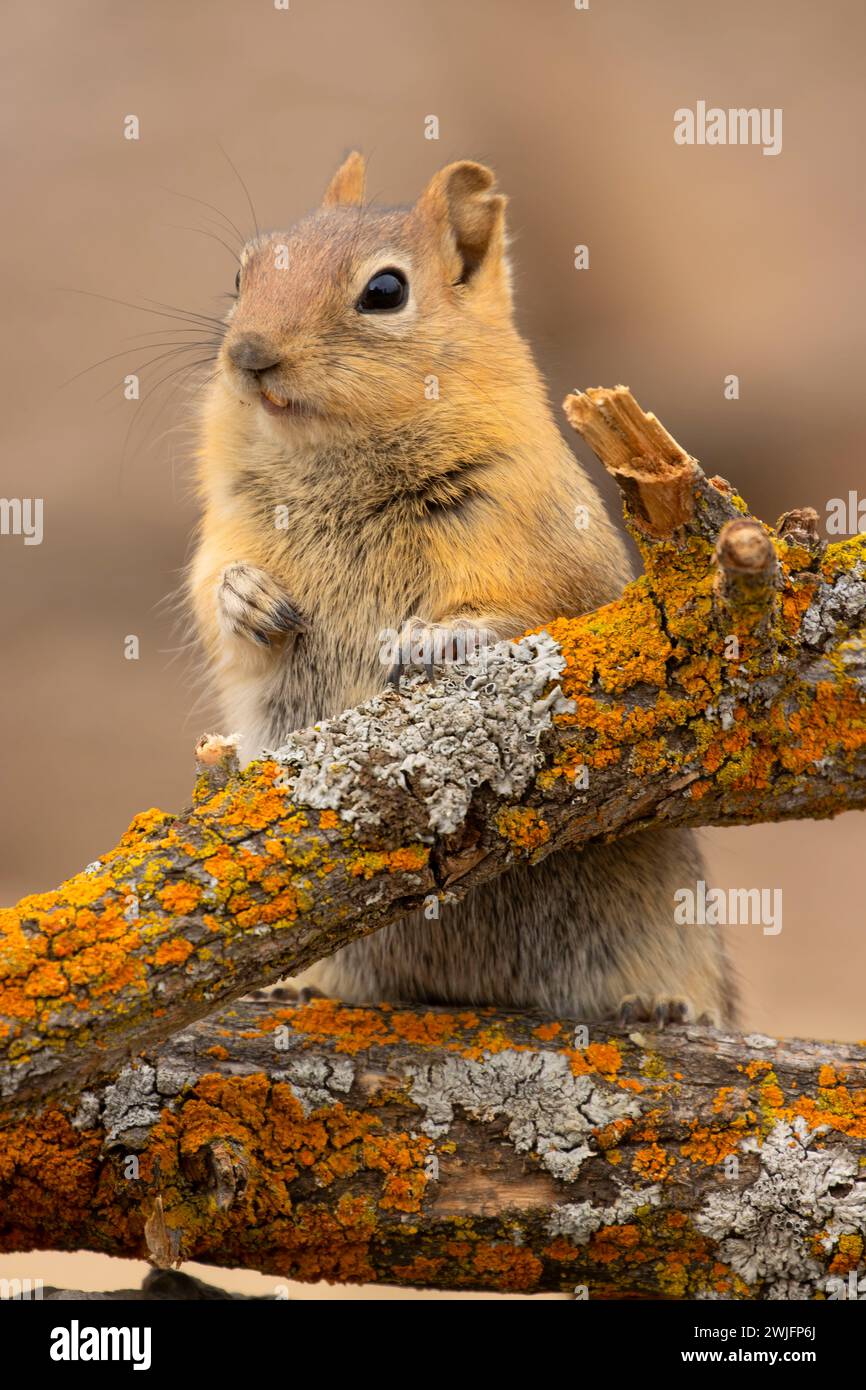 Golden-mantled ground squirrel (Spermophilus lateralis), Cabin Lake ...