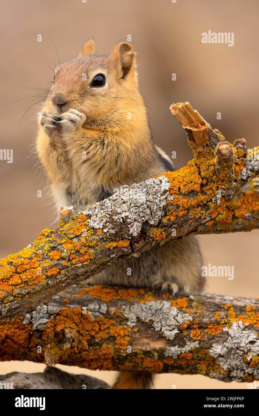 Blind squirrel hi-res stock photography and images - Alamy