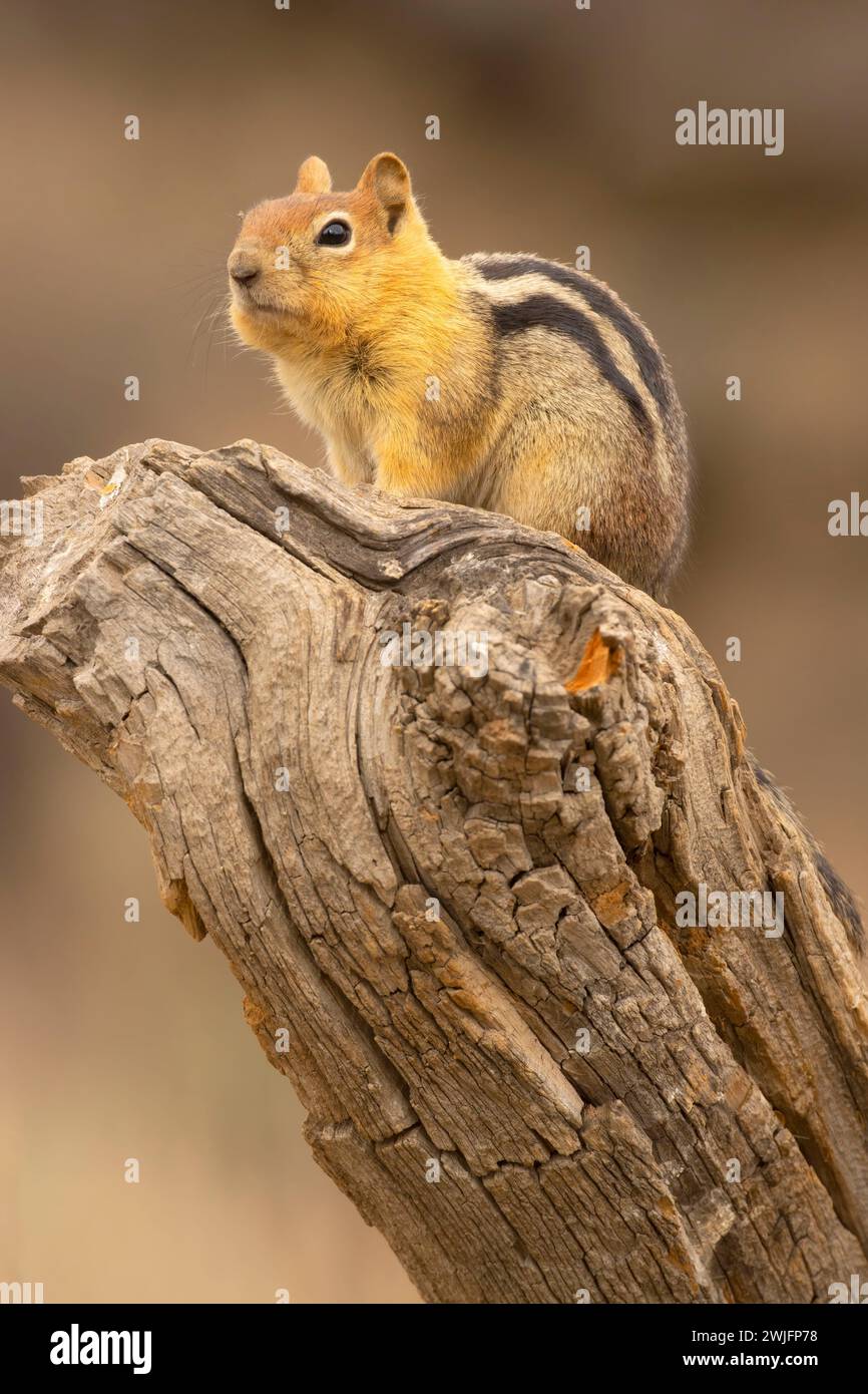 Golden-mantled ground squirrel (Spermophilus lateralis), Cabin Lake ...