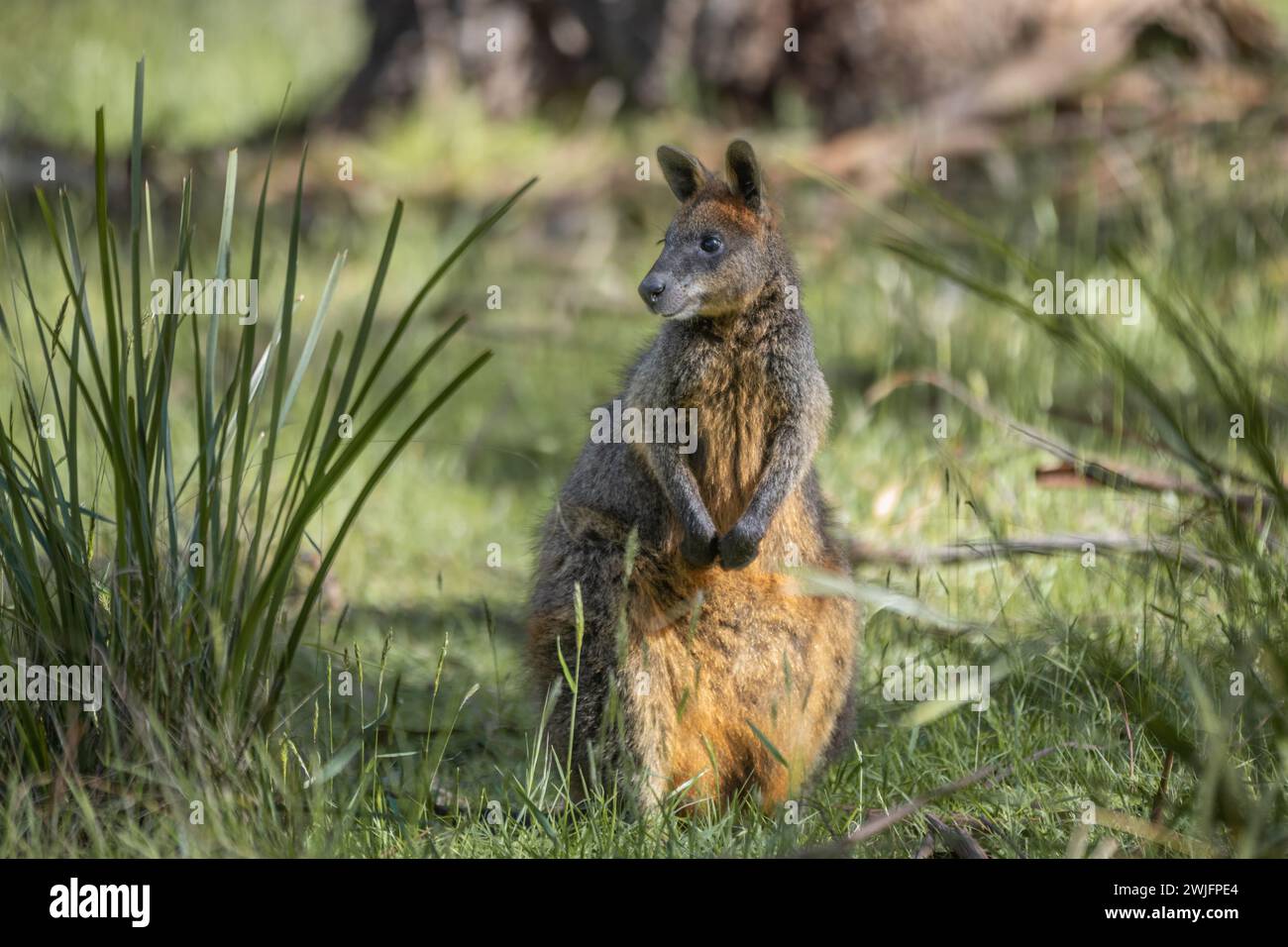 A shy swamp wallaby (Wallabia bicolor), also known as a black wallaby ...