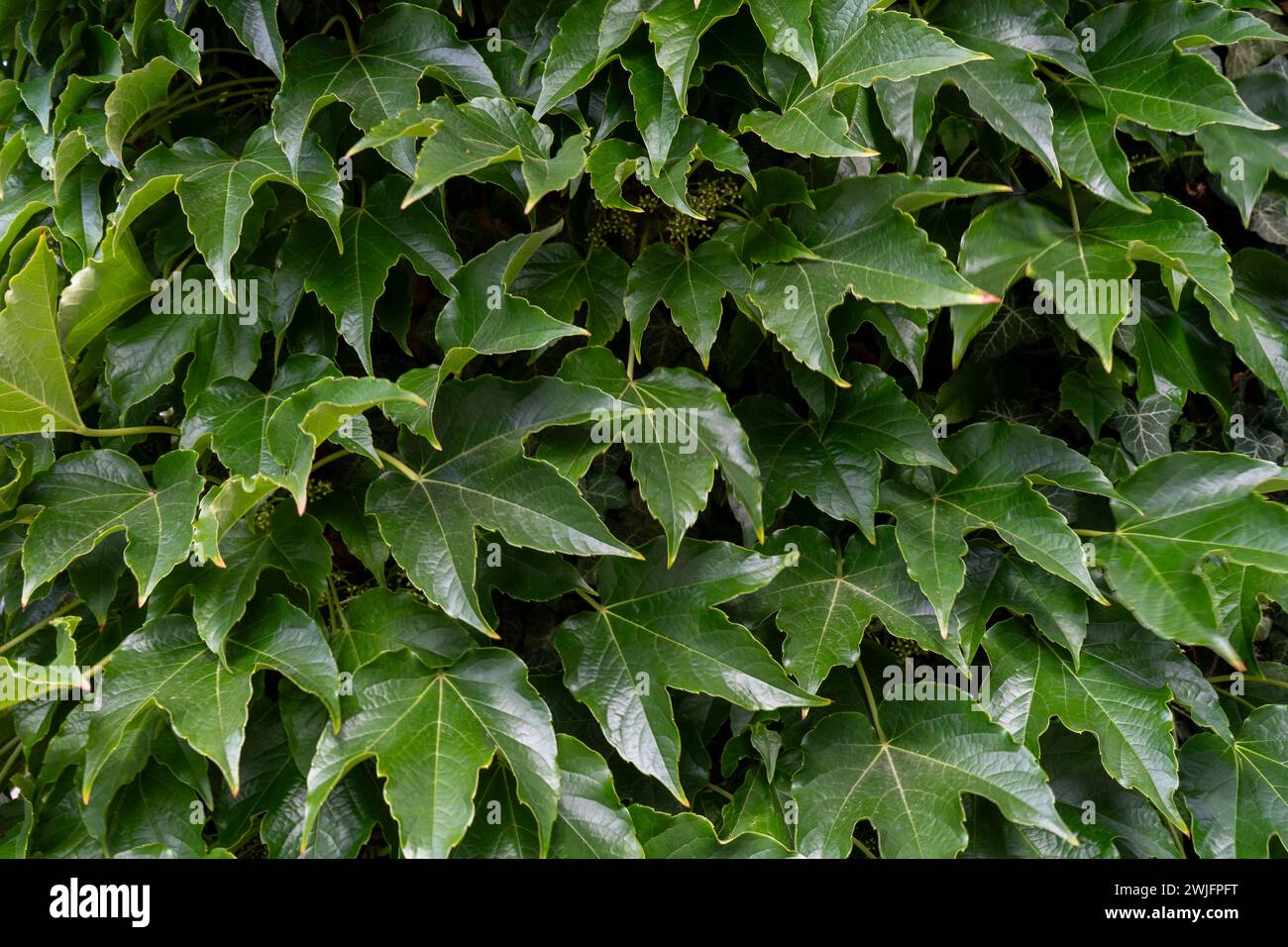 Green leafy background. Weaving ivy plant. Leaves of Japanese Ivy or ...