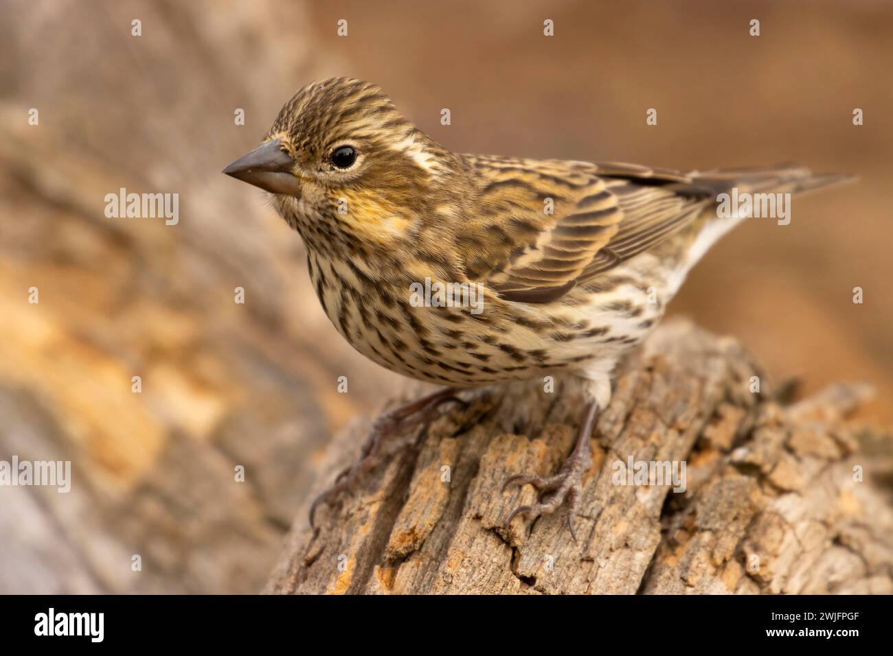 Oregonv hi-res stock photography and images - Alamy