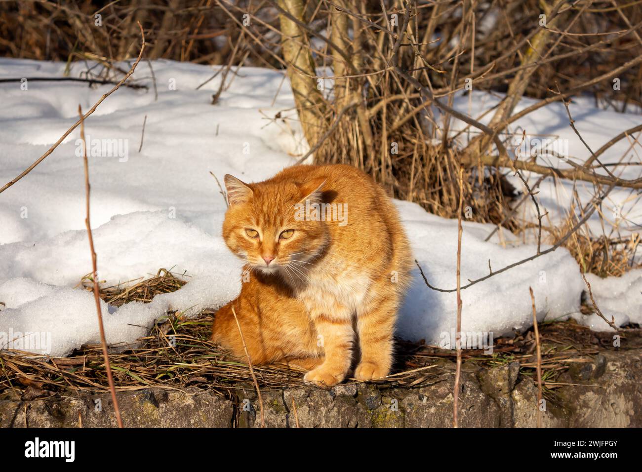 Rare cat breed hi-res stock photography and images - Alamy