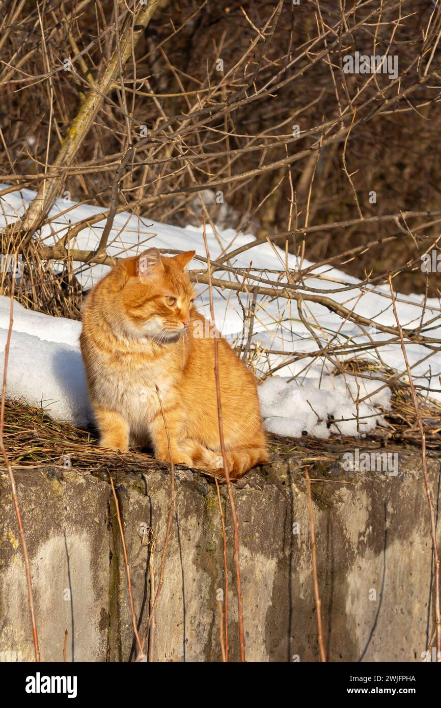 Healthy male cat hi-res stock photography and images - Alamy