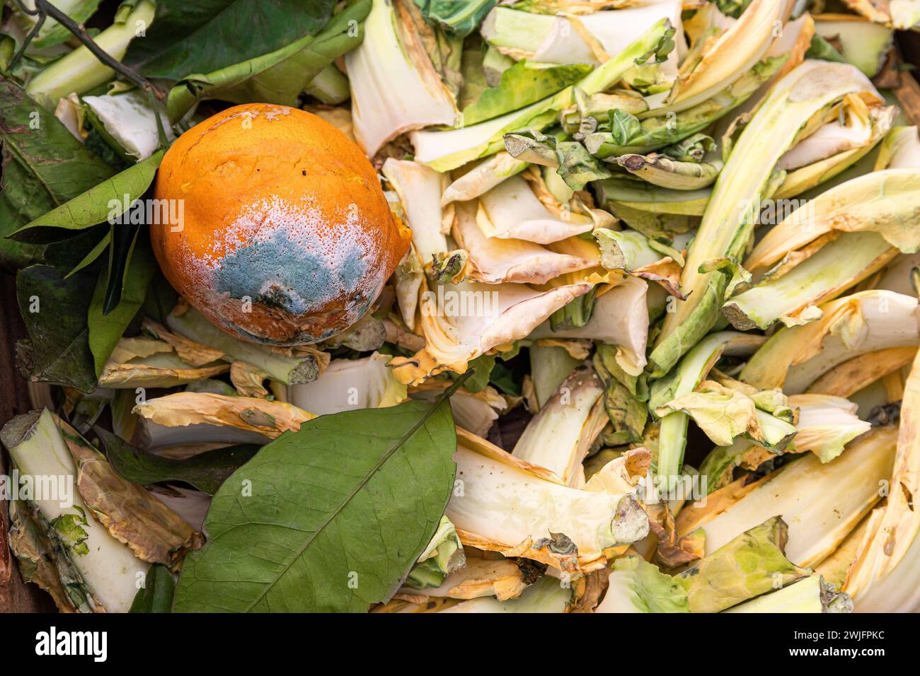 Vegetables and fruit thrown into the trash and wasted due to their poor ...