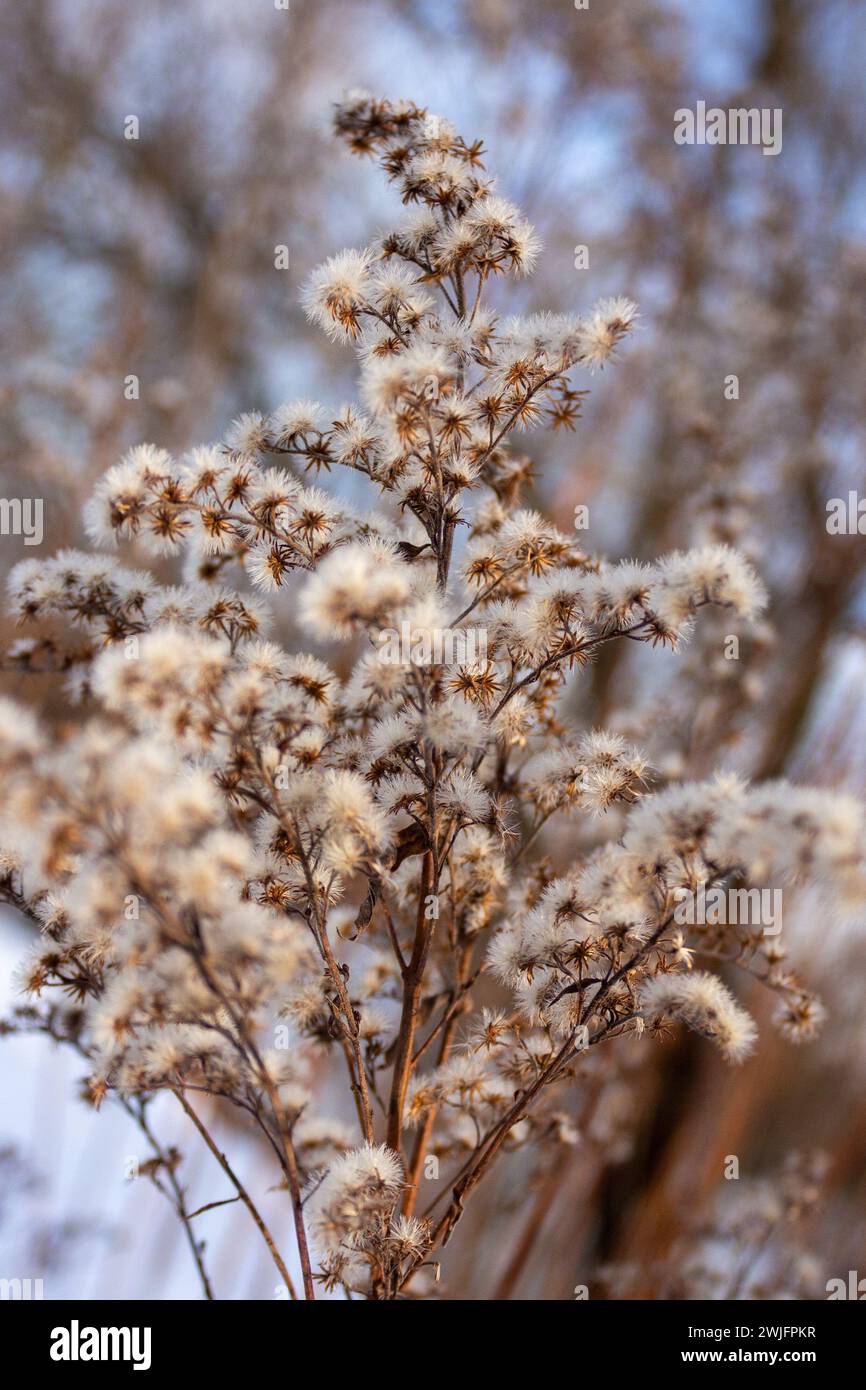 Fluffy plants hi-res stock photography and images - Alamy