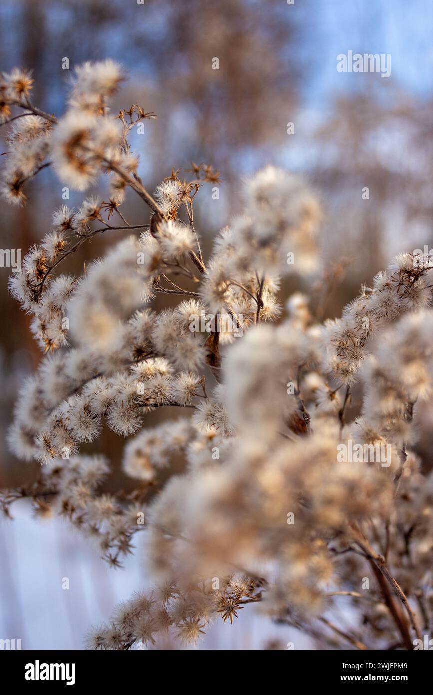 Fluffy plants hi-res stock photography and images - Alamy