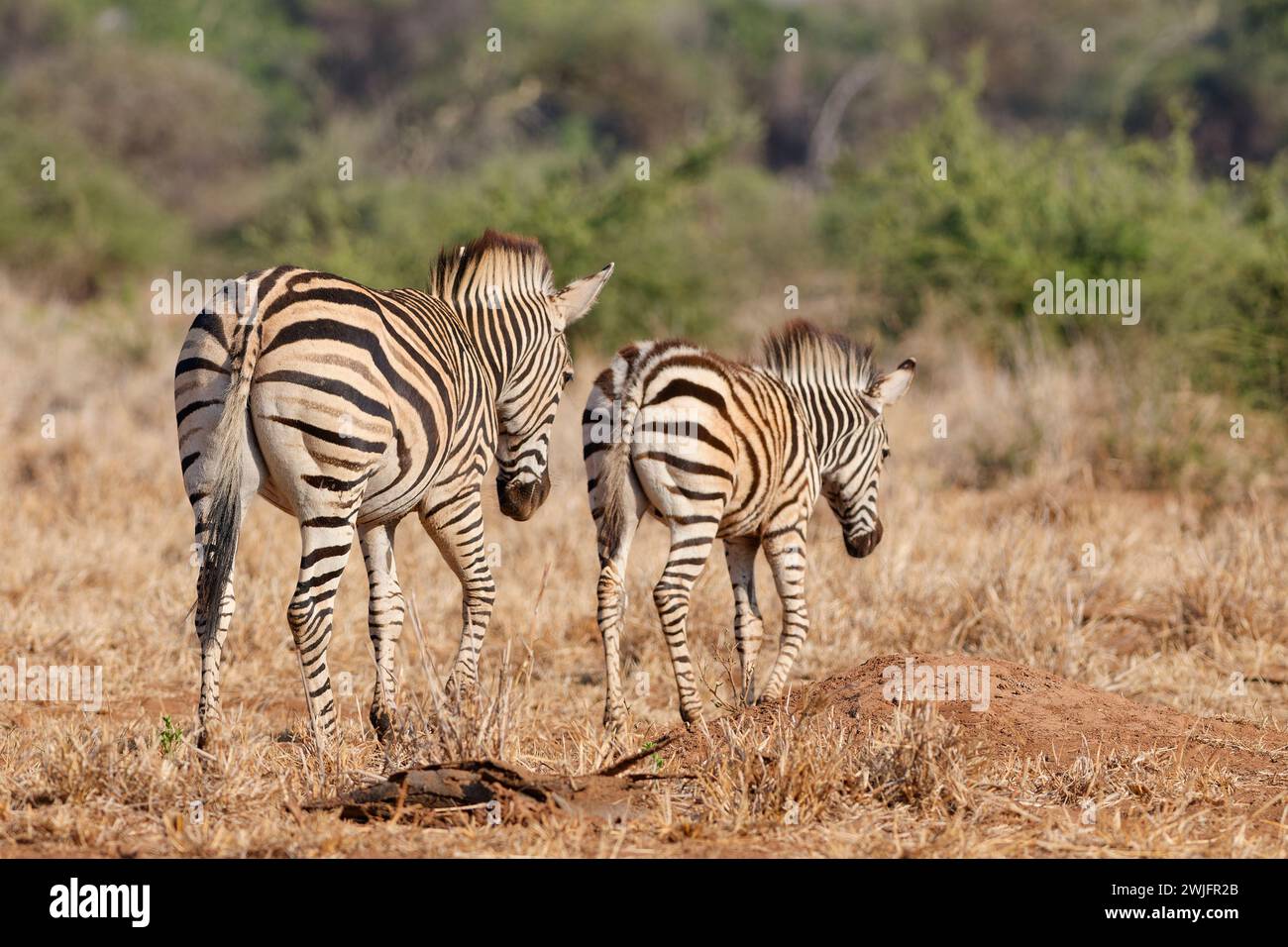 Kruger park walking safari people hi-res stock photography and images ...