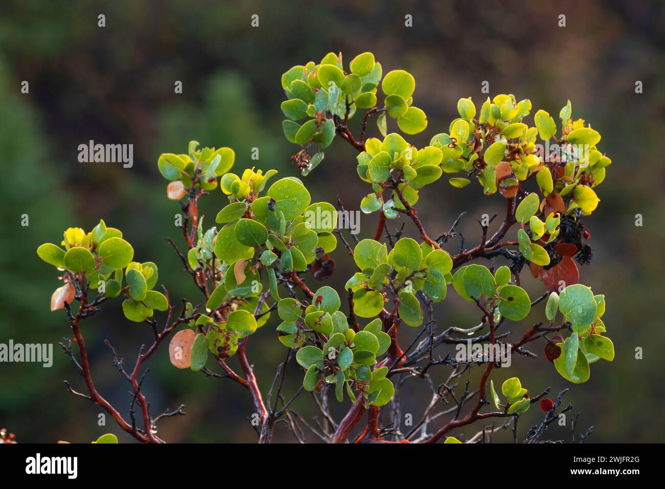 Arctostaphylos manzanita hi-res stock photography and images - Alamy