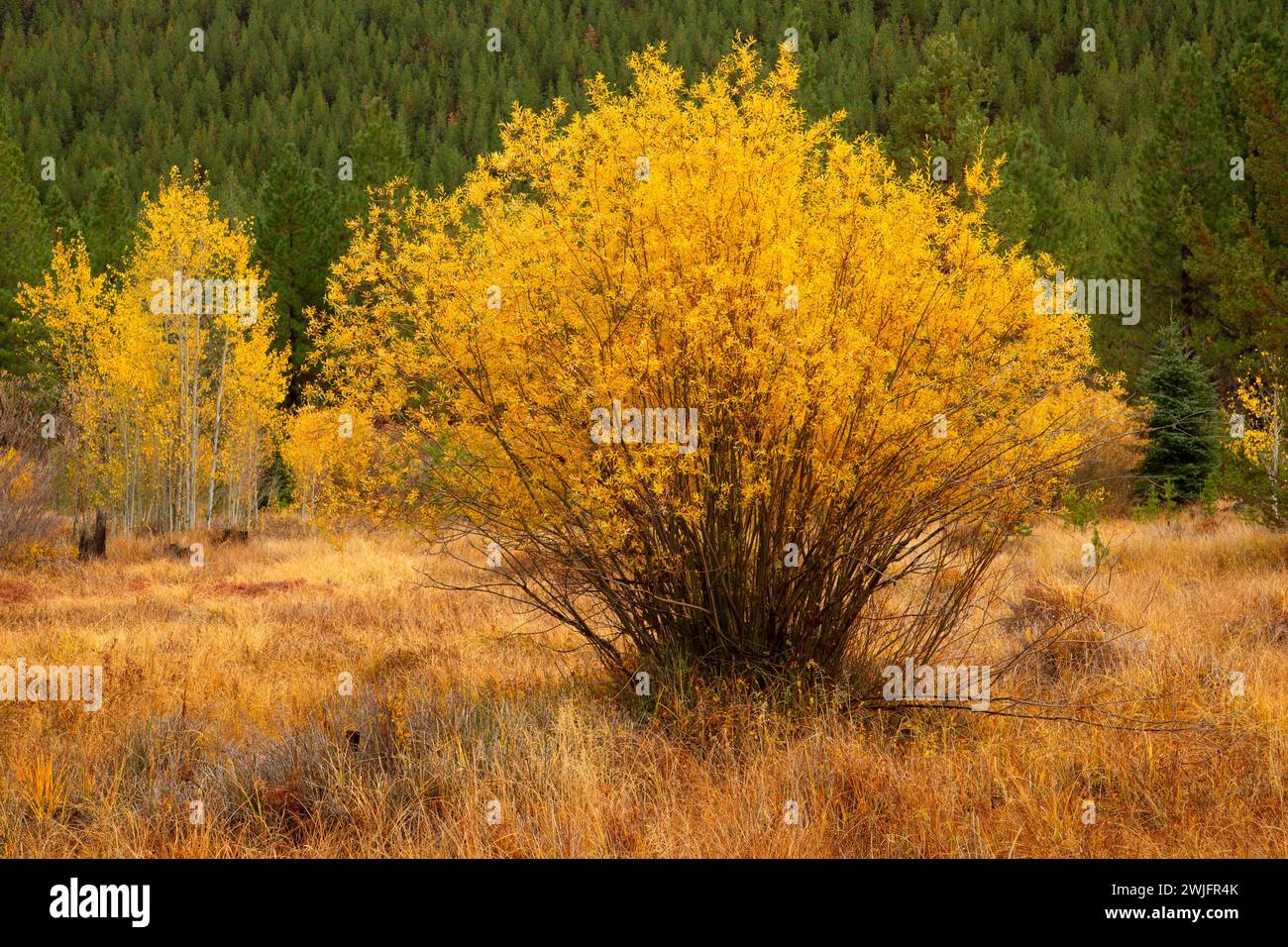 Salix forest hi-res stock photography and images - Alamy