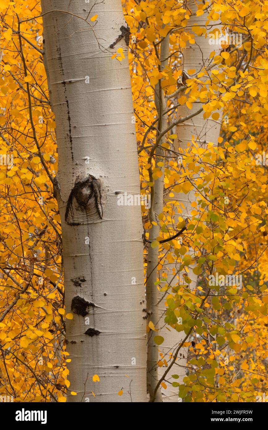 Quaking aspen (Populus tremuloides) trunk, Shevlin Park, Bend, Oregon ...