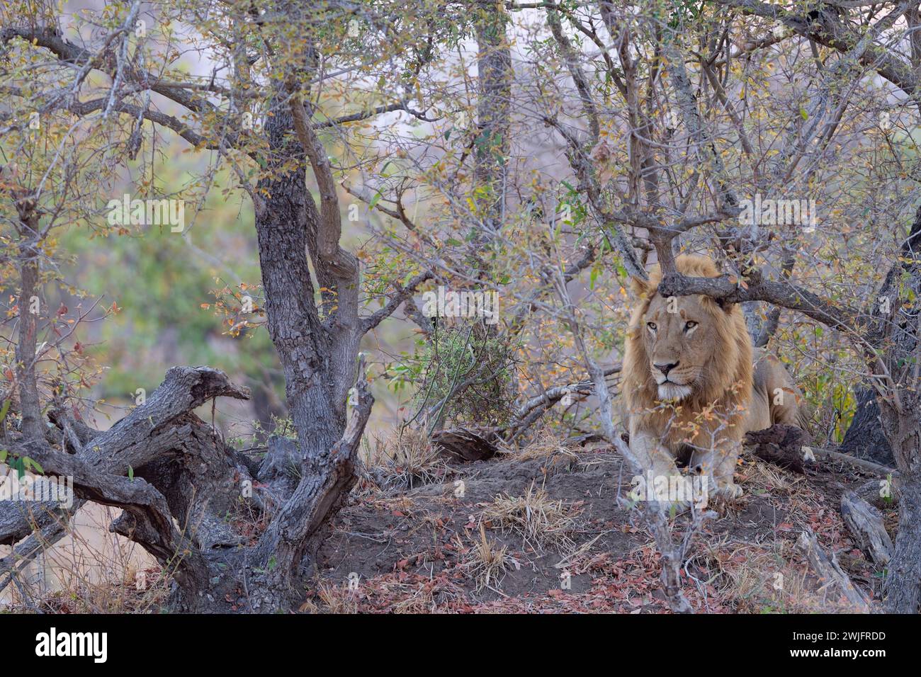 African lion (Panthera leo melanochaita), adult male lying on a mound ...