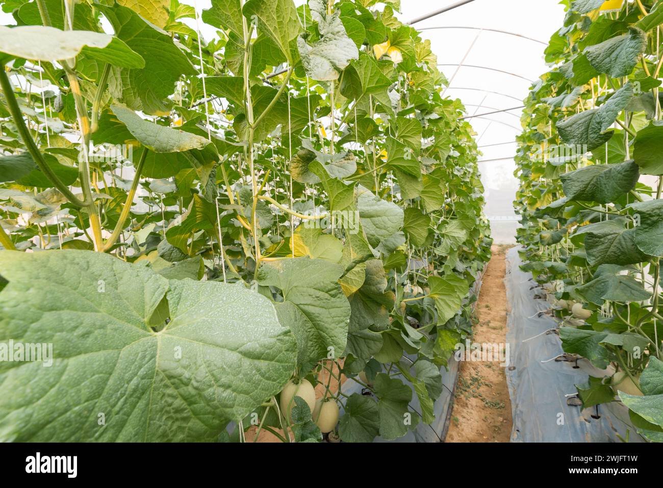 Fresh melon farm in greenhouse Stock Photo - Alamy