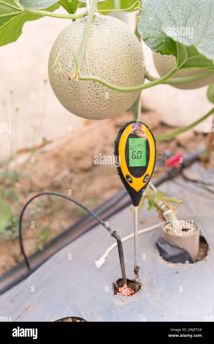Use soil PH meter for check the PH value in melon farm Stock Photo - Alamy