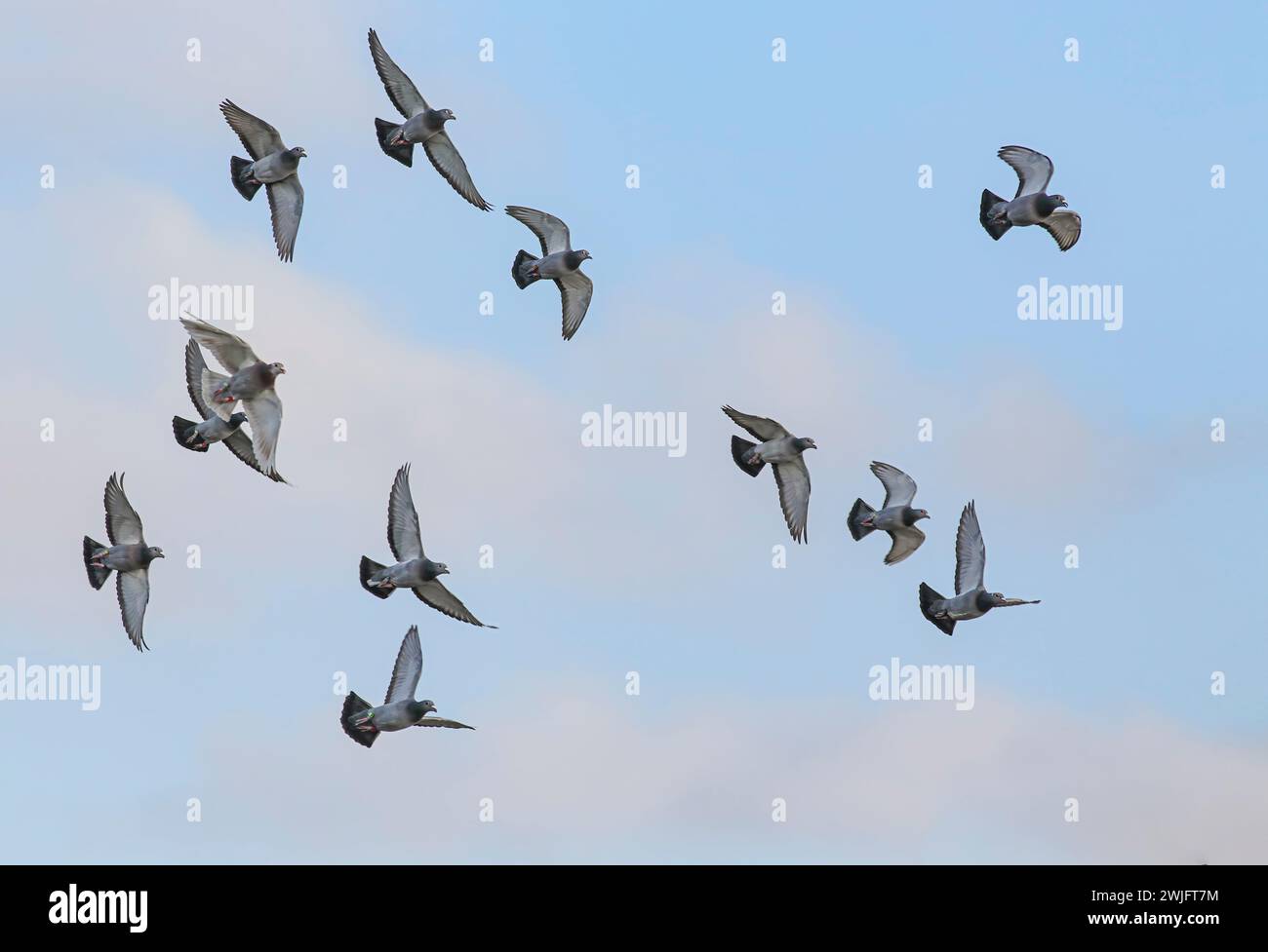 Carrier pigeons in flight during daily training Stock Photo - Alamy