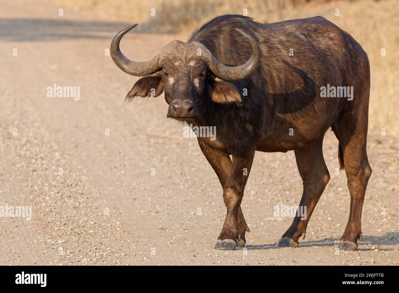 Buffalo cattle look camera cross hi-res stock photography and images ...