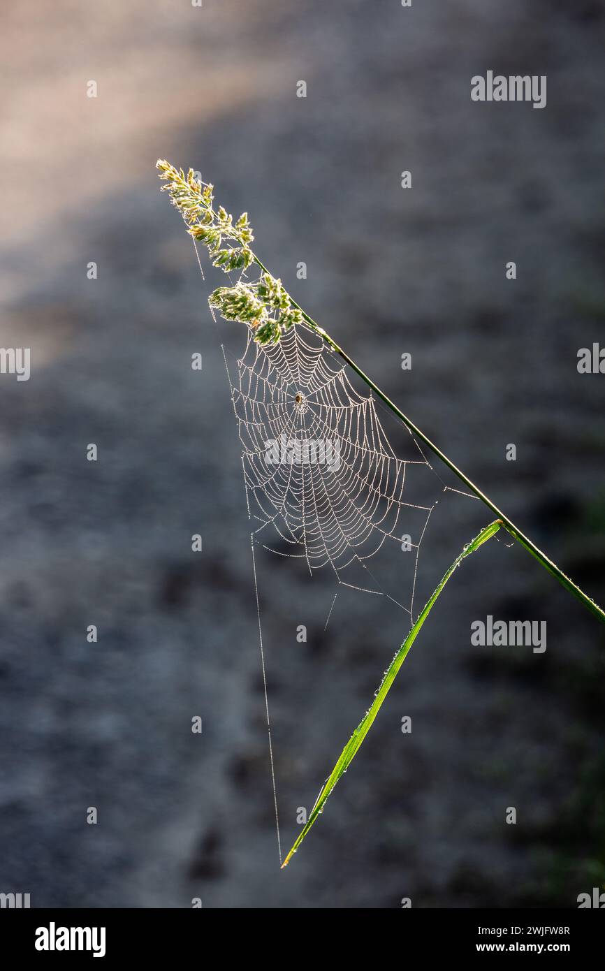 Dewy spider web clinging to a blade of grass Stock Photo - Alamy