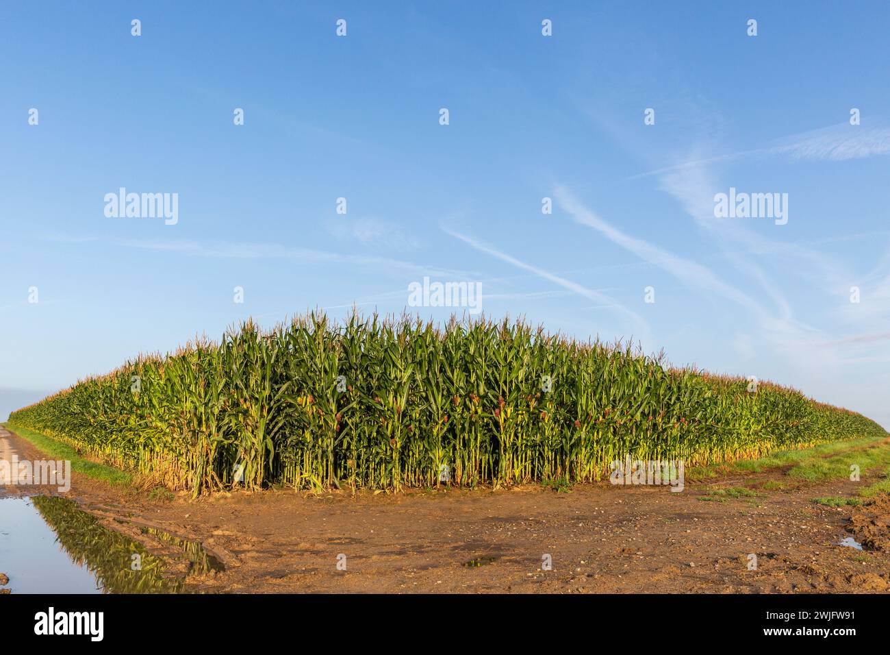 Growing corn field under blue sky Stock Photo - Alamy