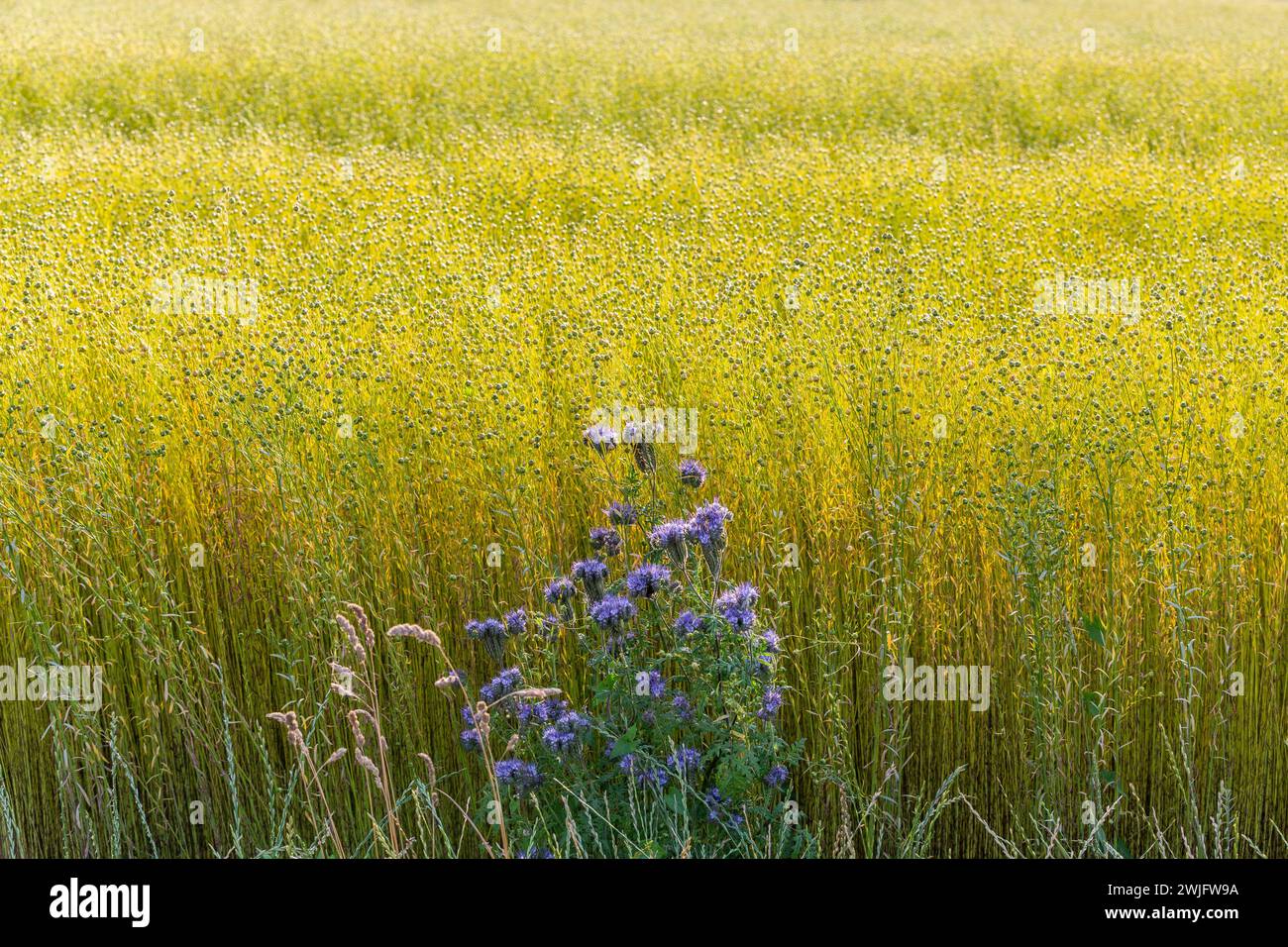 Mature flax hi-res stock photography and images - Alamy