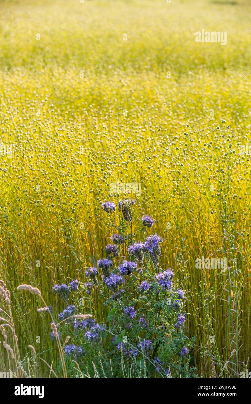 Mature flax hi-res stock photography and images - Alamy
