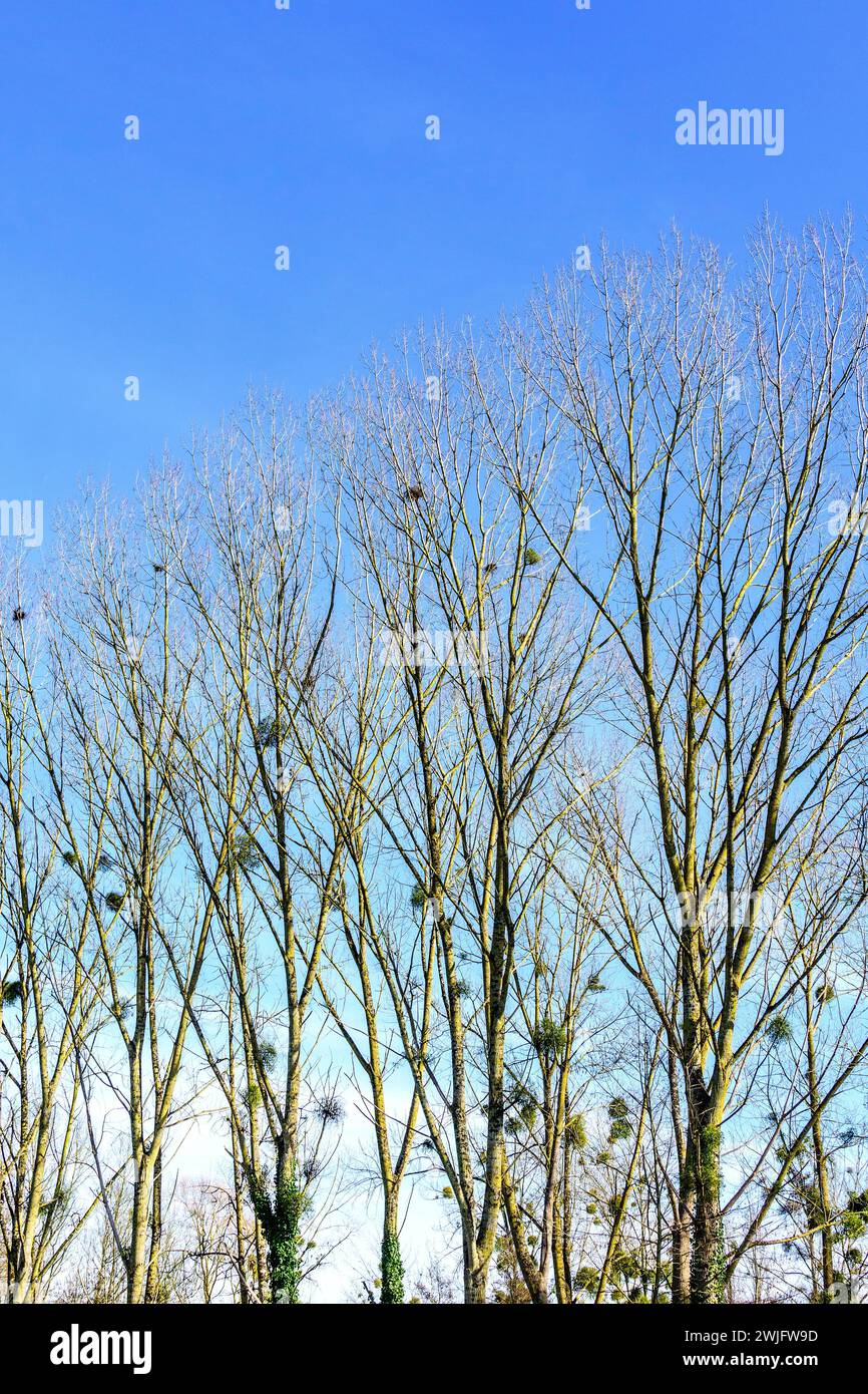 Poplar (Populus) trees growing for commercial use - central France ...
