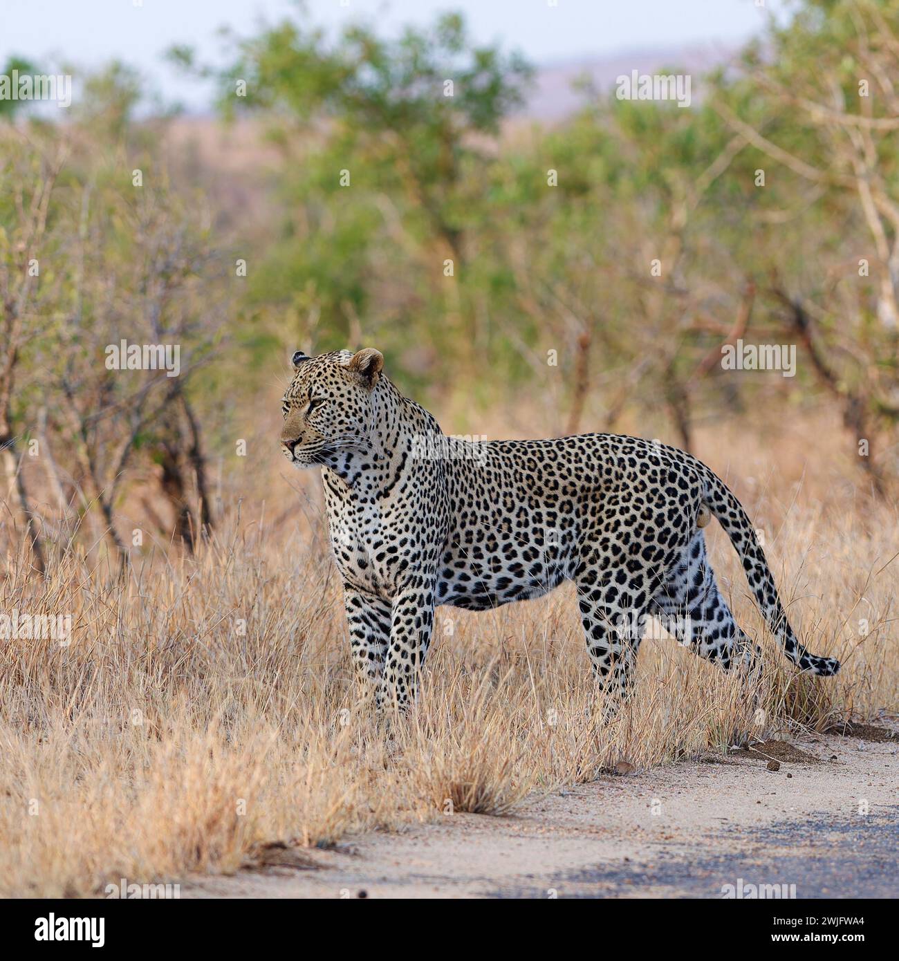 African leopard (Panthera pardus pardus), adult male standing by the ...
