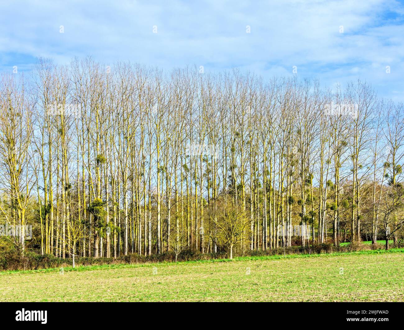 Poplar (Populus) trees growing for commercial use - central France ...