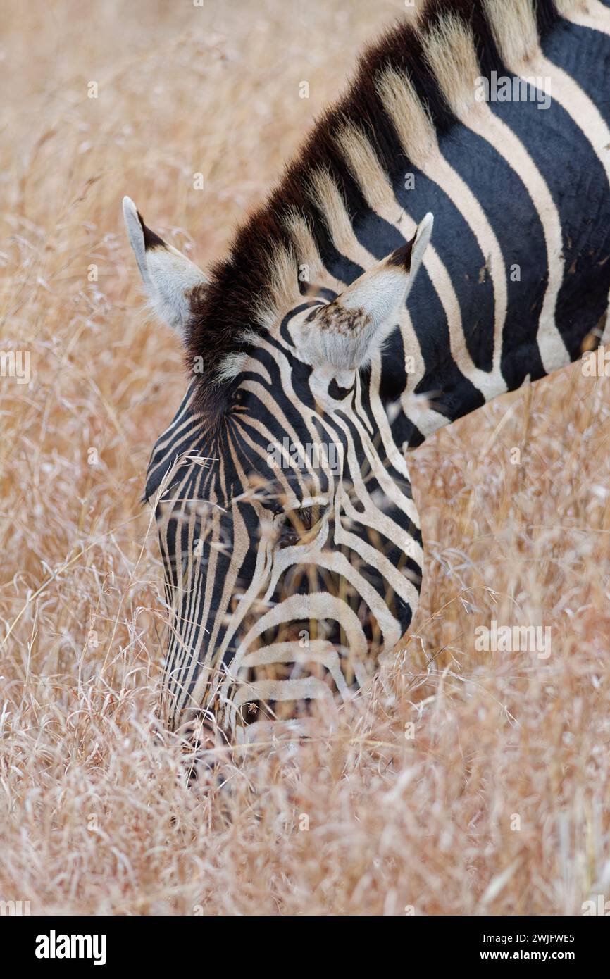 Burchell's zebra (Equus quagga burchellii), adult feeding in tall dry grass, head close-up ...