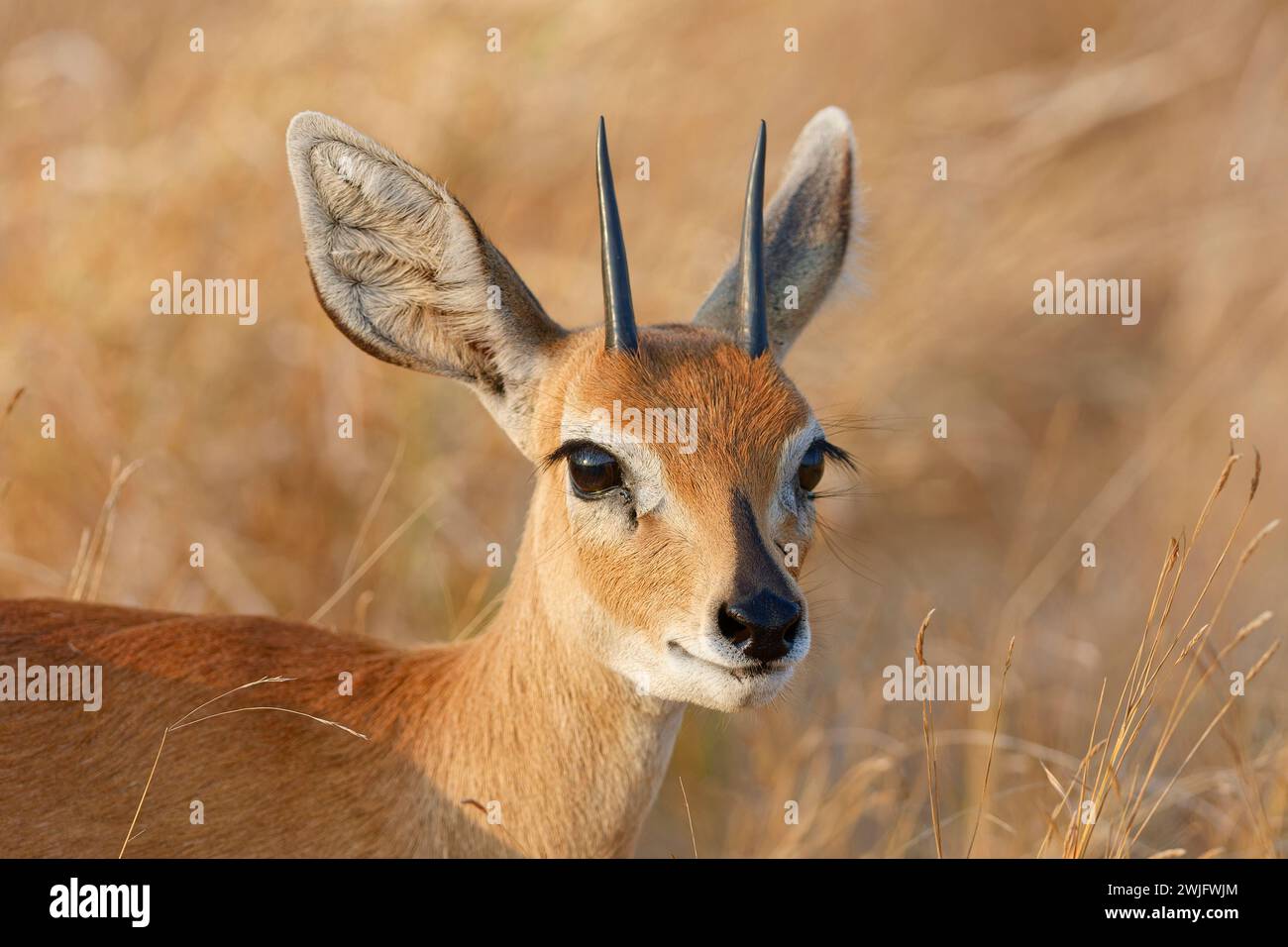 Steenbok (Raphicerus campestris), adult male in tall dry grass, looking ...