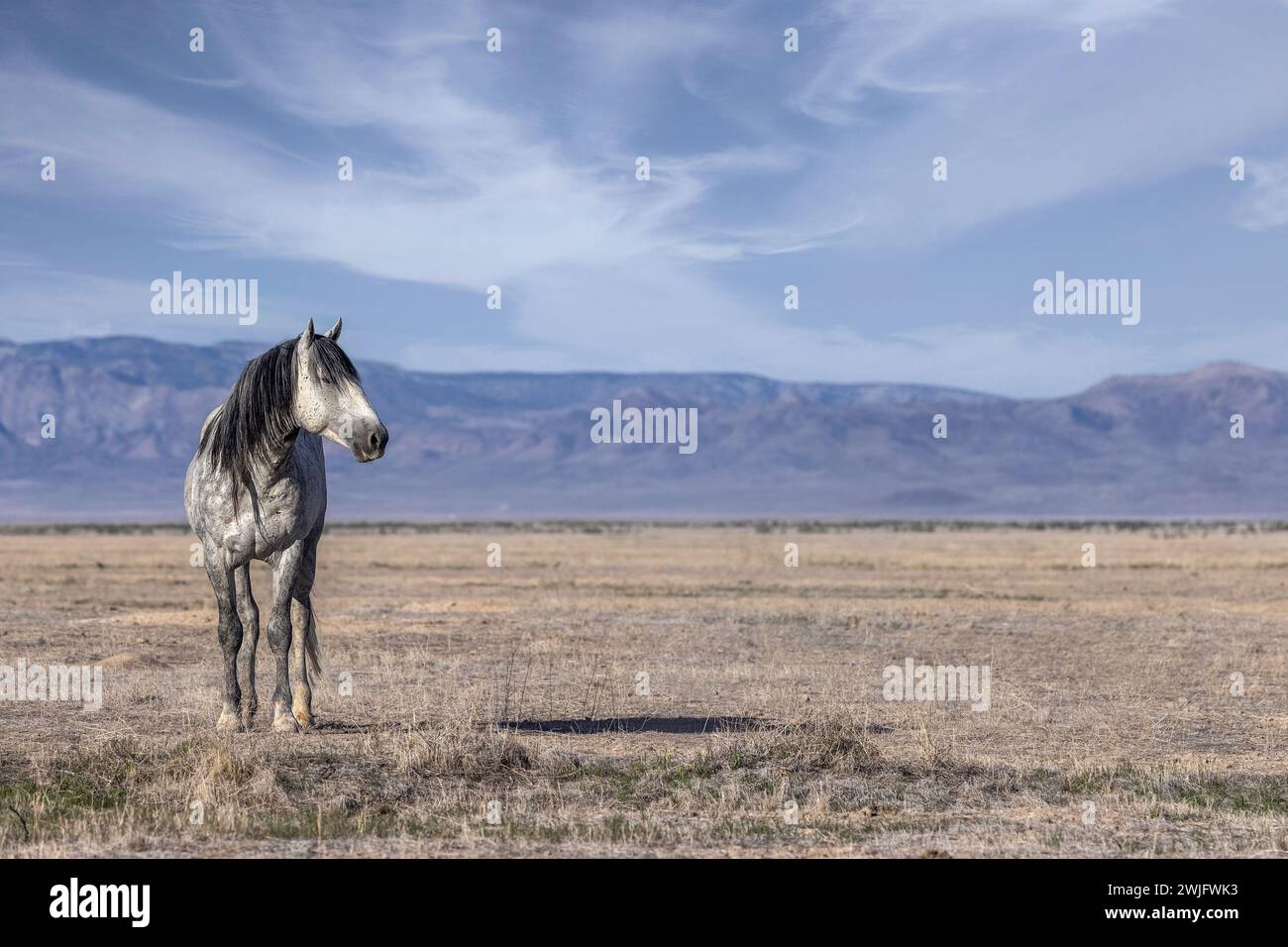 The Onaqui Mountain wild horse herd have a slight to moderate build and ...