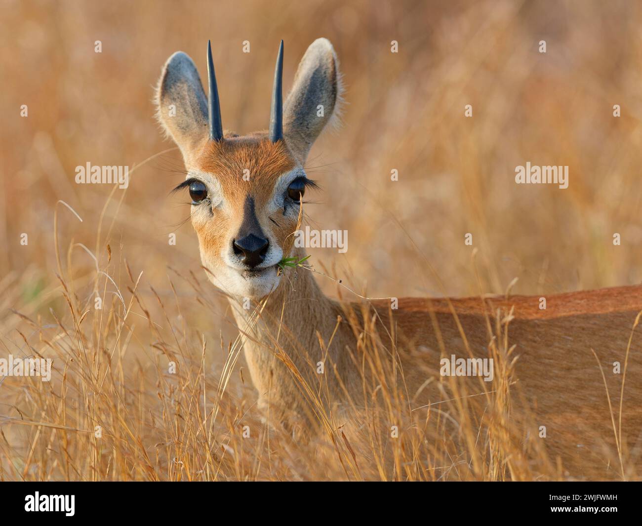 Steenbok (Raphicerus campestris), adult male feeding on grass, looking ...