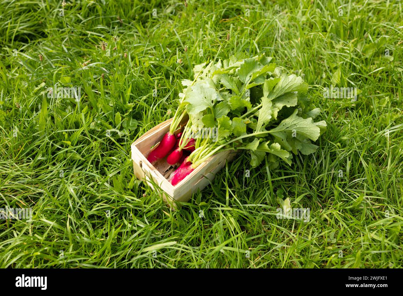 Gardening. Radish fresh arrangement in a wooden box, fresh and organic ...