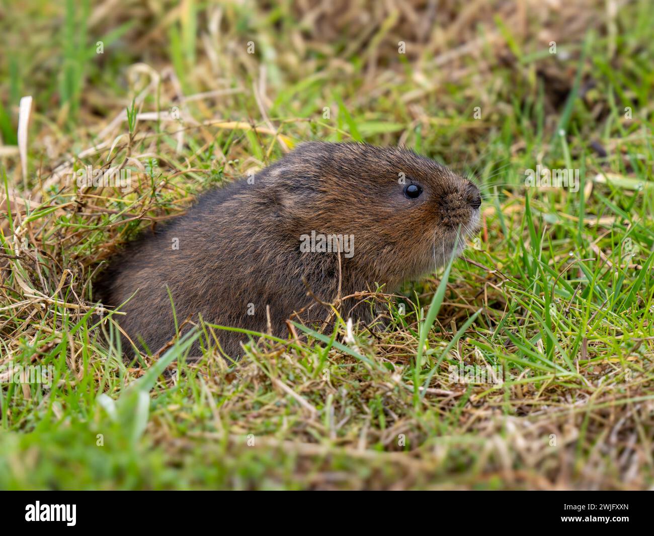 Water vole burrow uk hi-res stock photography and images - Alamy