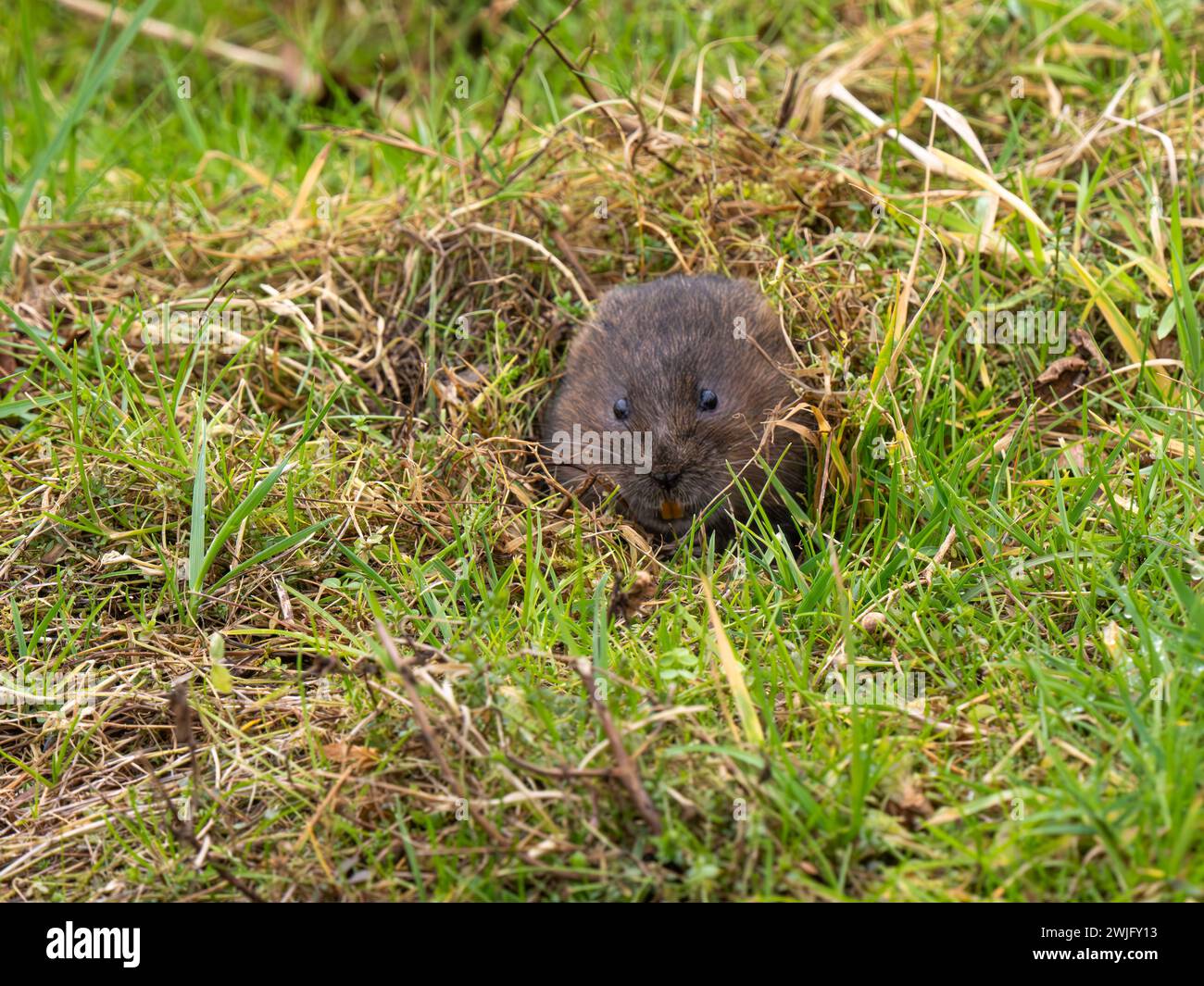 A Water Vole Feeding From a Burrow Stock Photo - Alamy