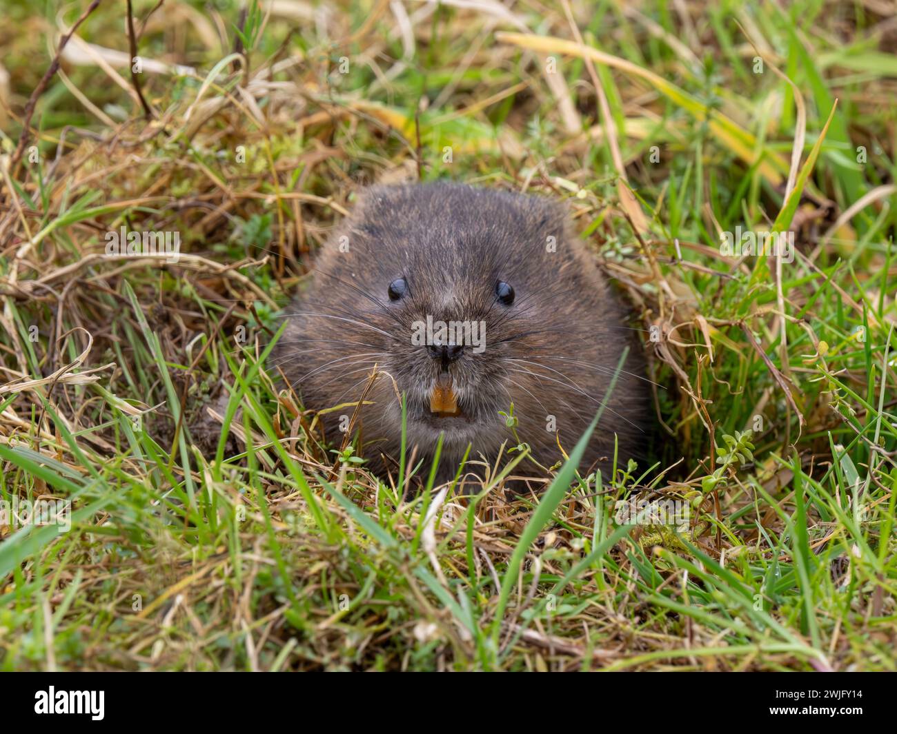 A Water Vole Feeding From a Burrow Stock Photo - Alamy
