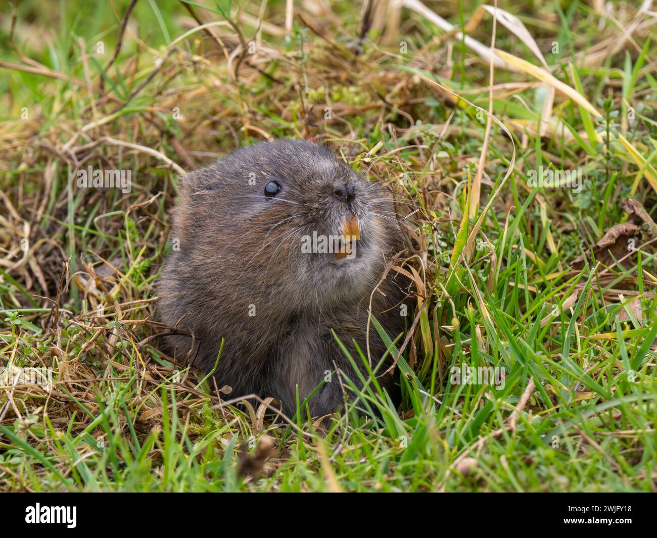 A Water Vole Feeding From a Burrow Stock Photo - Alamy