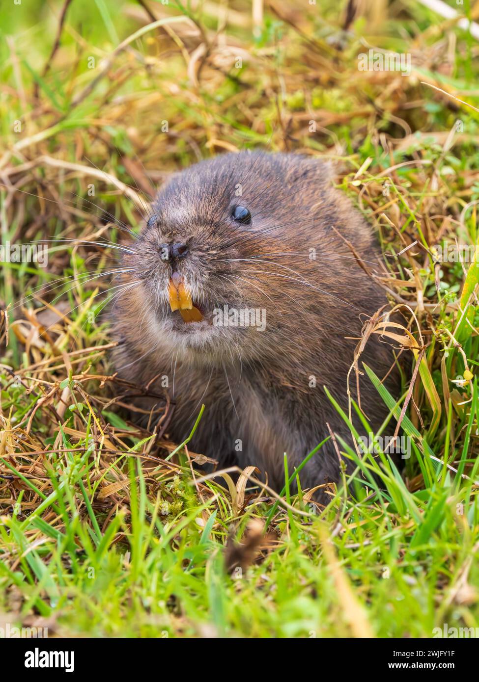 Water vole burrow uk hi-res stock photography and images - Alamy