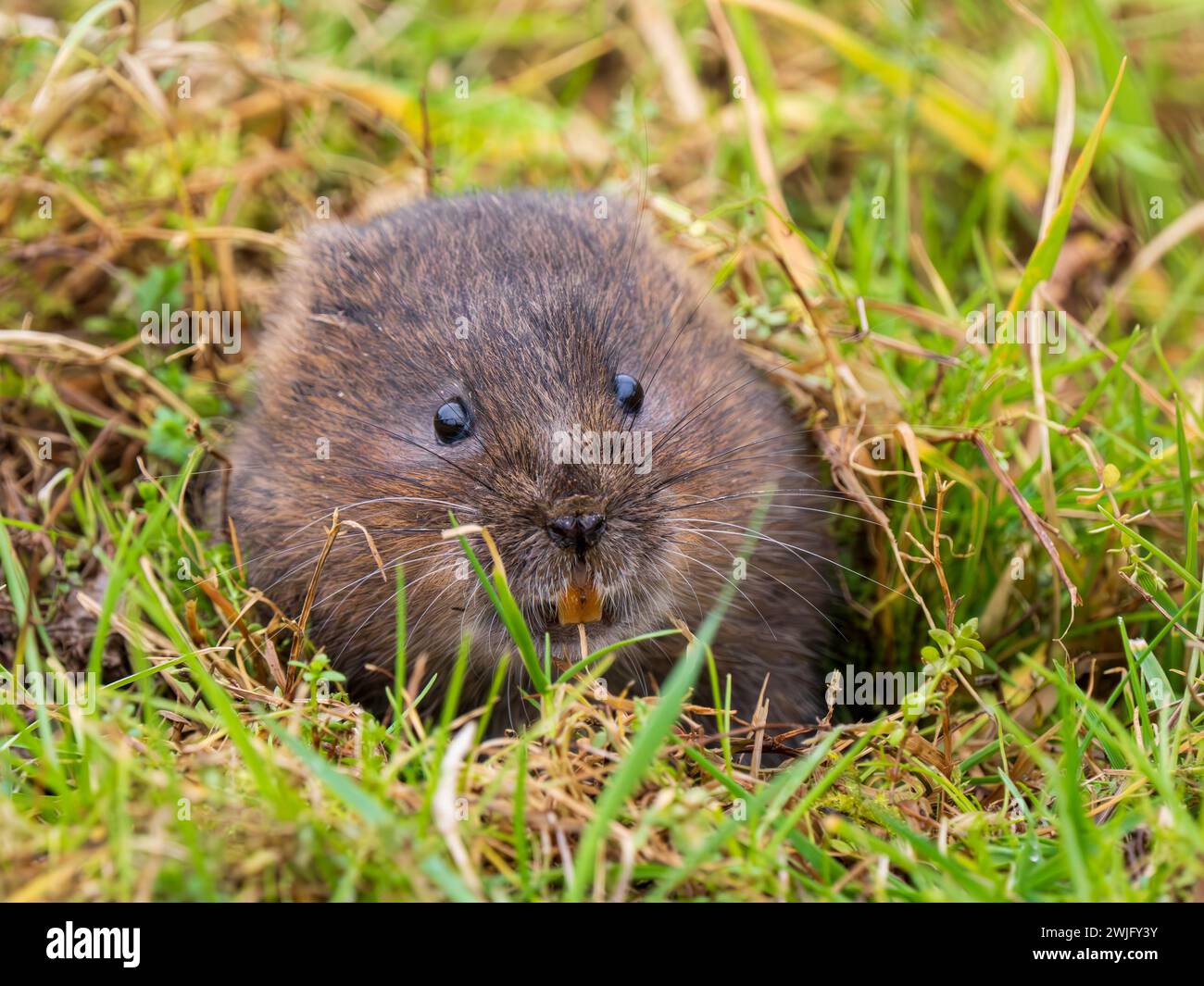 A Water Vole Feeding From a Burrow Stock Photo - Alamy