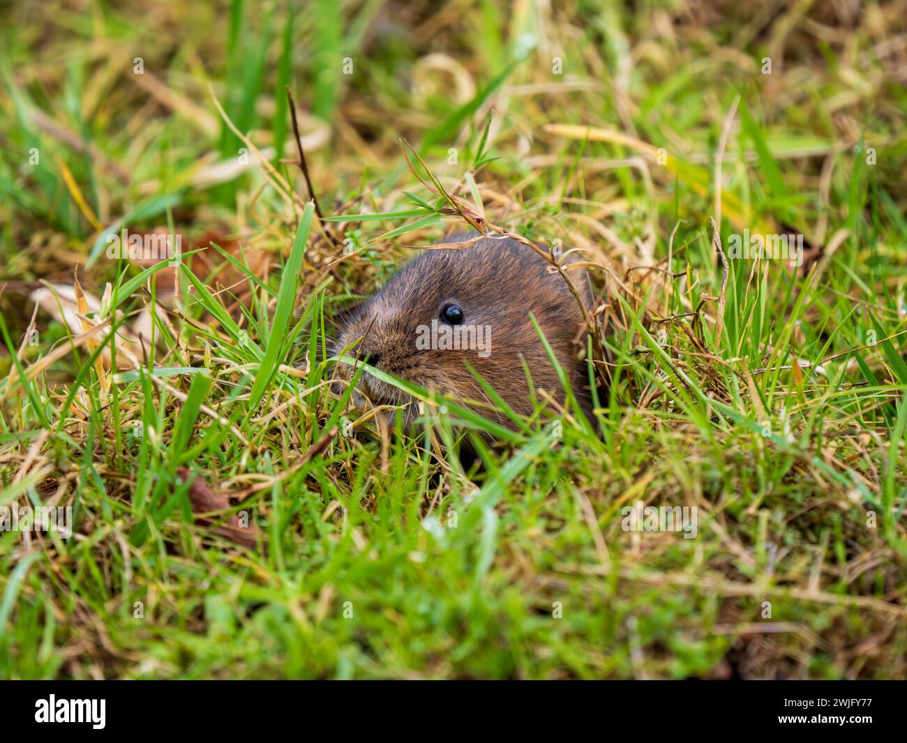 A Water Vole Feeding From a Burrow Stock Photo - Alamy