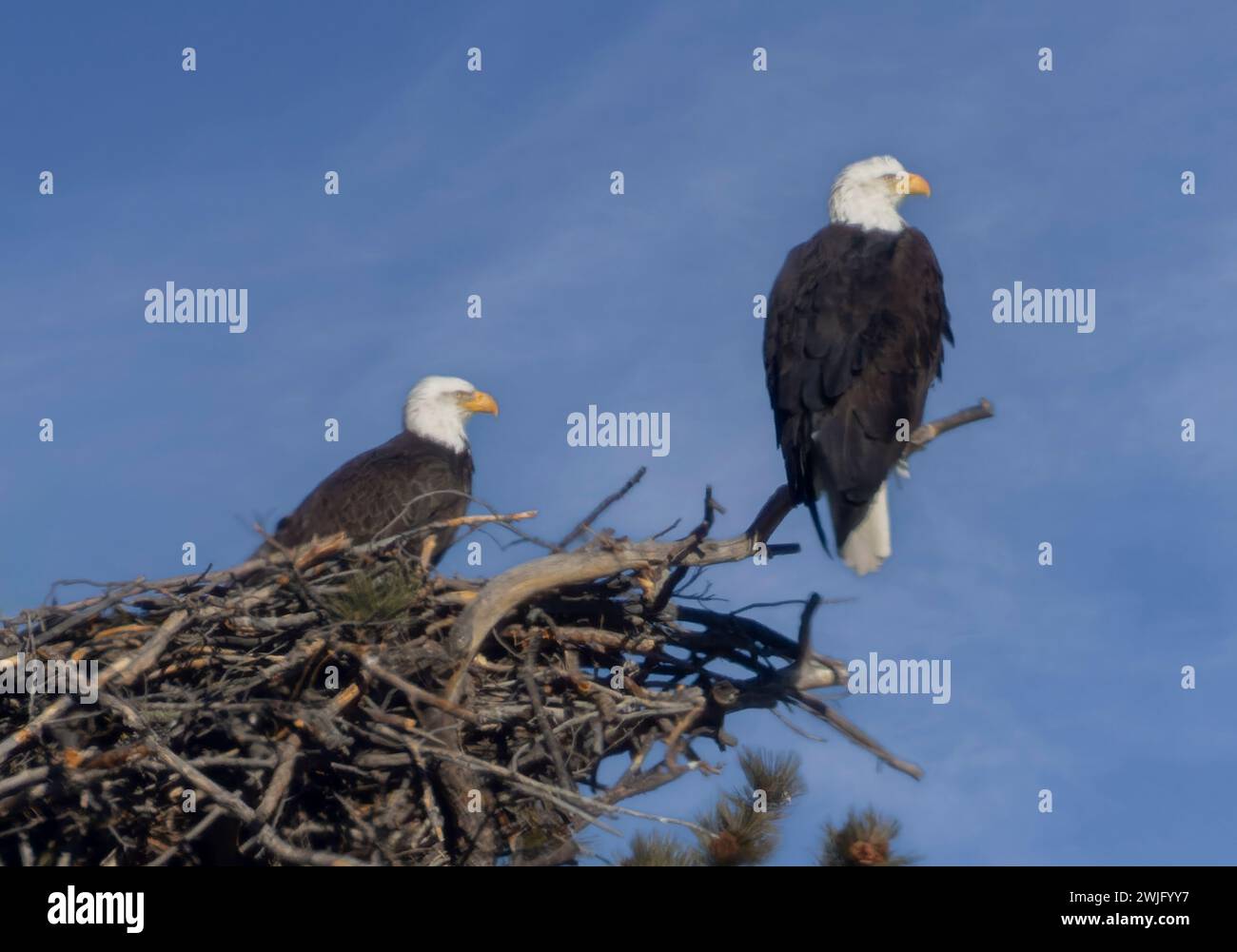 Nesting pair bald eagles hi-res stock photography and images - Alamy