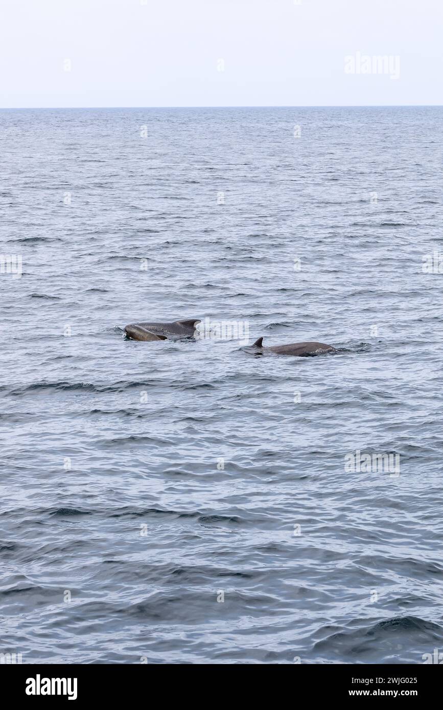 In a vertical composition, a pilot whale family (Globicephala melas ...