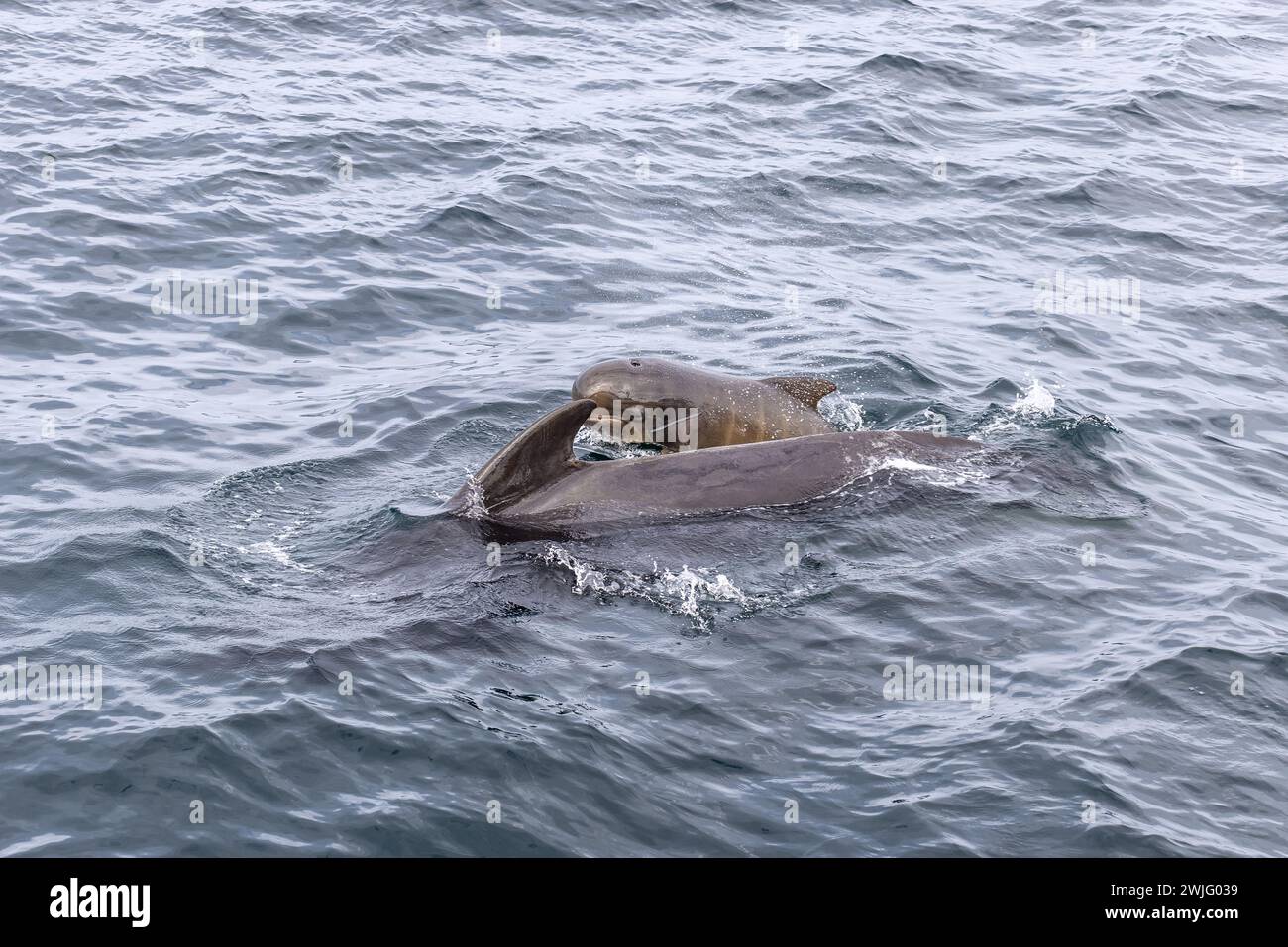 Family bonding moment unfolds hi-res stock photography and images - Alamy